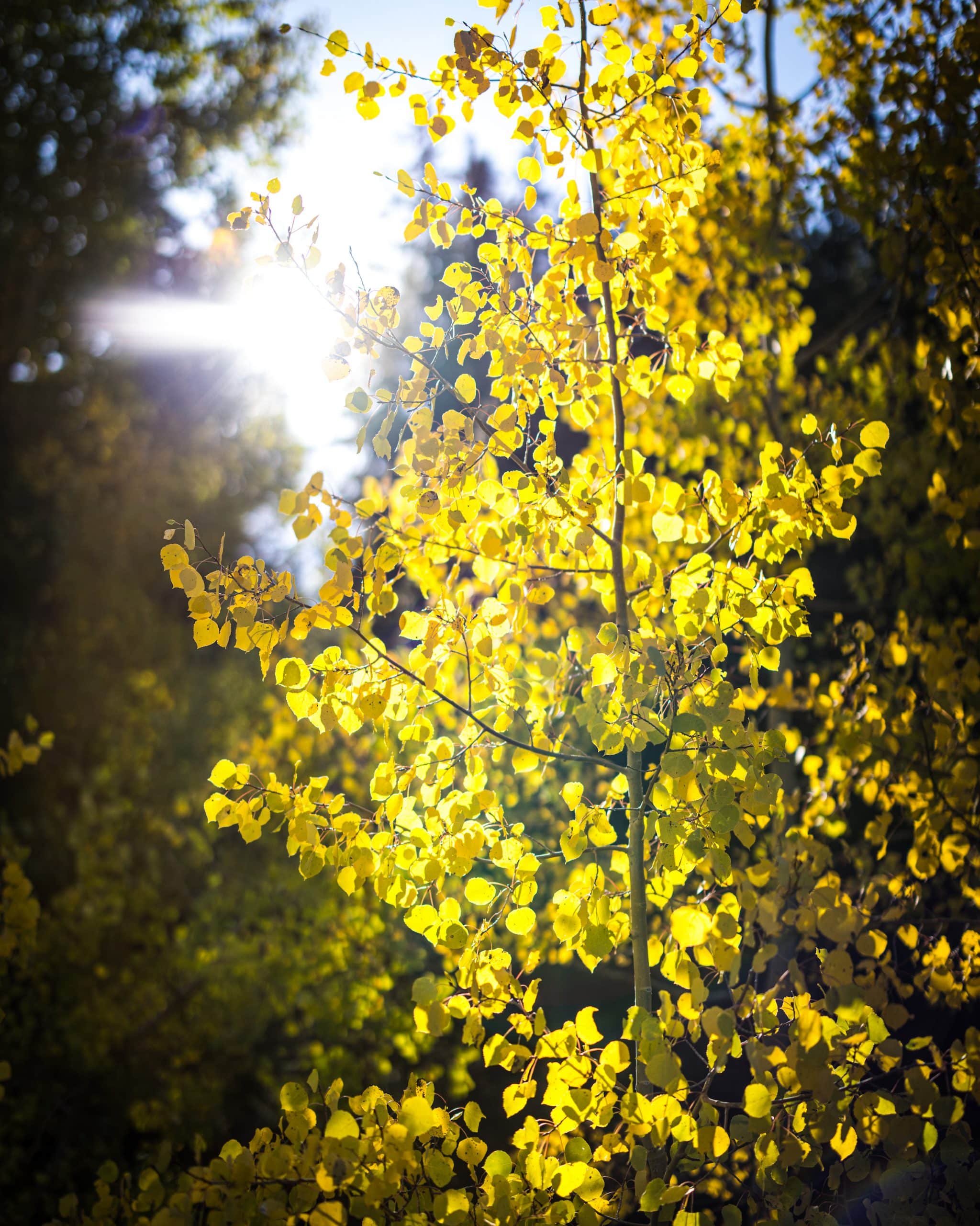 A local guide to leaf-peeping: How to find the fall season’s best ...